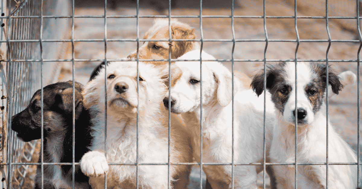 The Recent Parvo Outbreak in St. Louis County - 4 Legged Kids